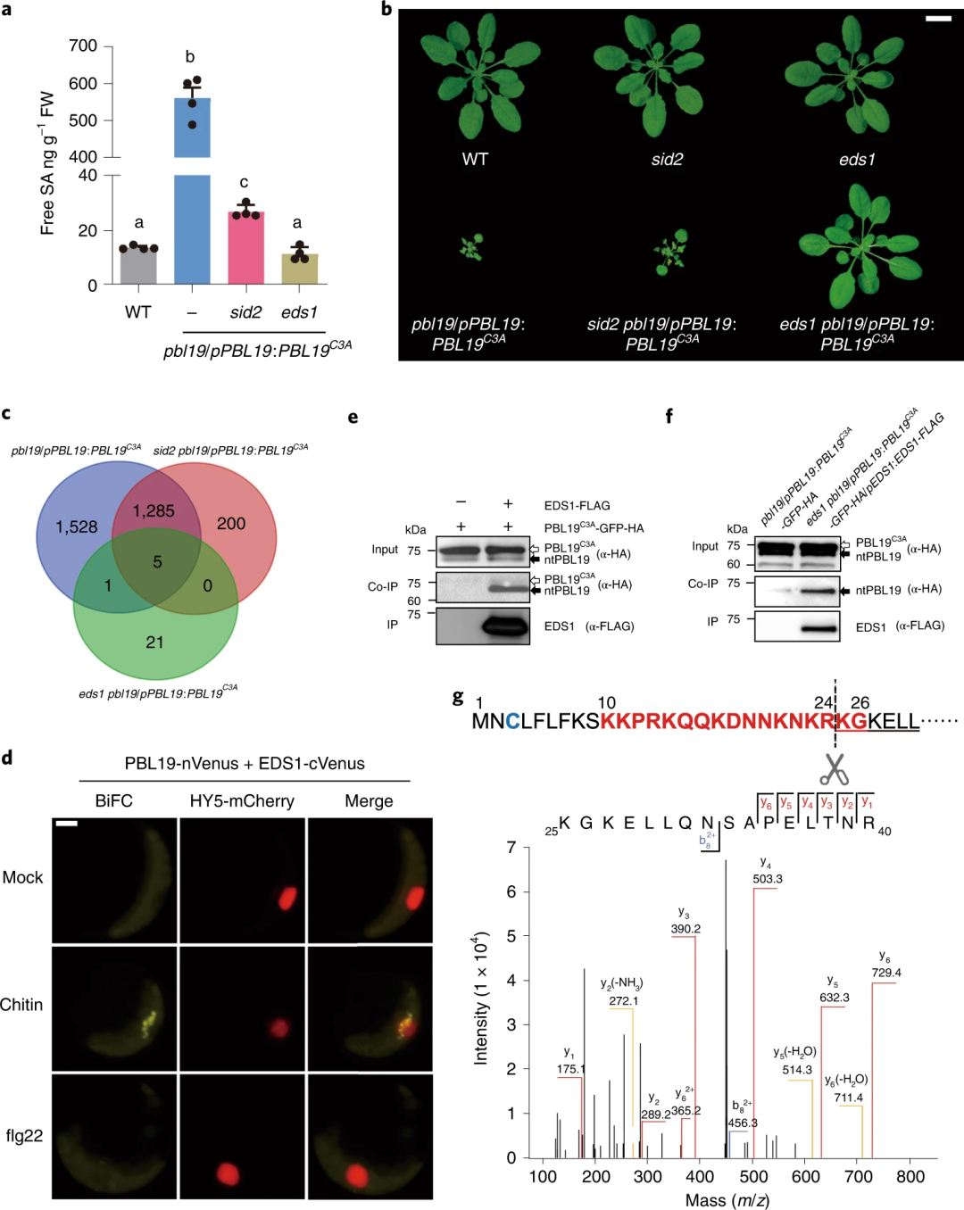Nature Plants | 研究揭示EDS1依赖性植物免疫的激活机制！ - 知乎