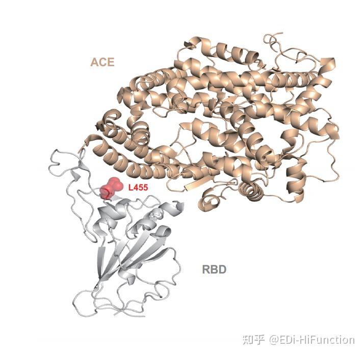 BA.2.86不敌JN.1？浅谈JN.1变种的传播优势 - 知乎