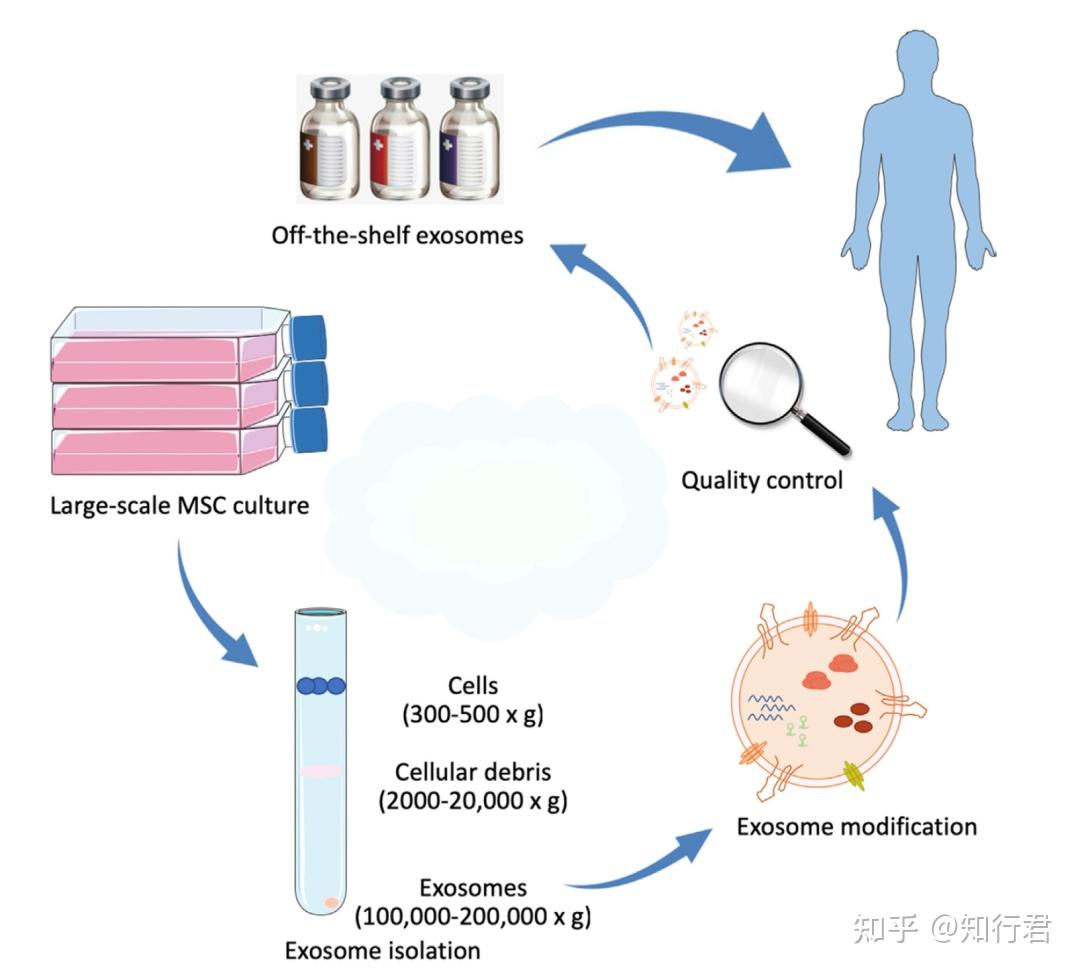 干细胞外泌体在护肤中的应用 - 知乎