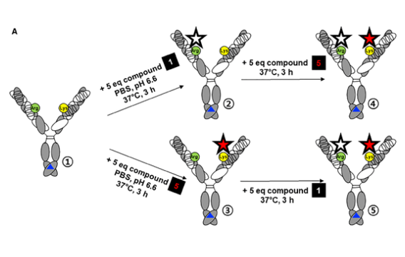 ADC抗体偶联药物-BCN-PEG3-Val-Cit 分享 - 知乎