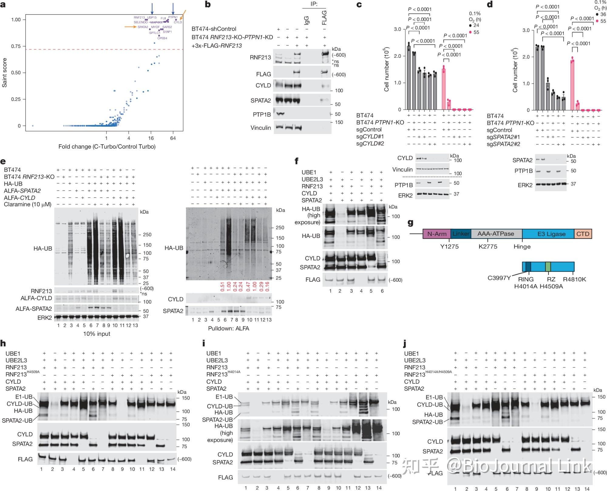 细胞生物 | Nature | 一种在癌症中由低氧诱导的炎症细胞死亡机制 - 知乎
