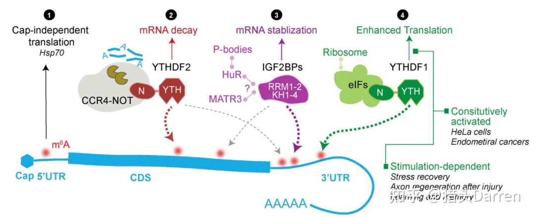 RNA表观遗传领域前言热点 - 知乎