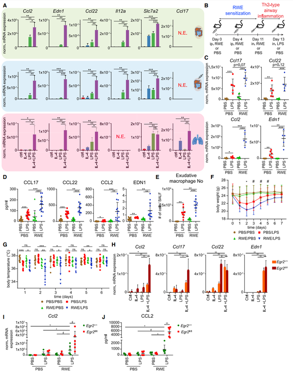 免疫学顶刊Immunity丨IL-4 极化巨噬细胞的表观遗传状态使对 TLR 配体的协同反应延长 - 知乎