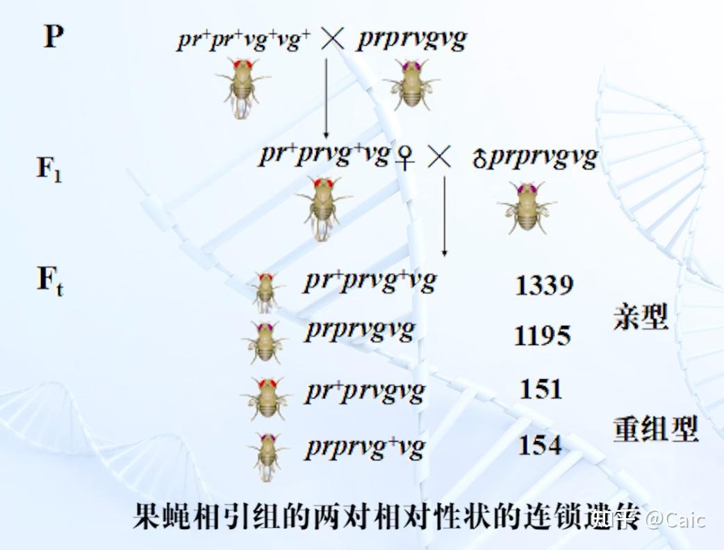 遗传学 4 连锁遗传和性遗传 知乎