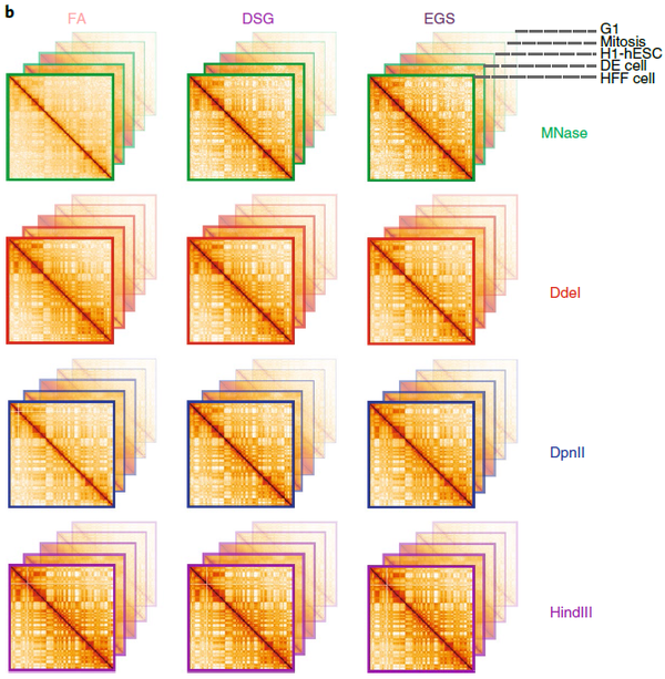 重磅升级丨Hi-C技术发明人Job Dekker发布高精度Hi-C 3.0技术 - 知乎