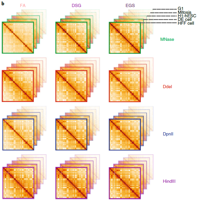 重磅升级丨Hi-C技术发明人Job Dekker发布高精度Hi-C 3.0技术 - 知乎
