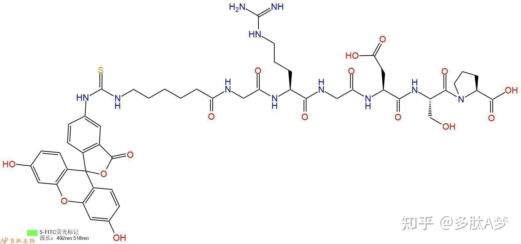 多肽FITC-C6-GRGDSP|2022956-44-9 - 知乎