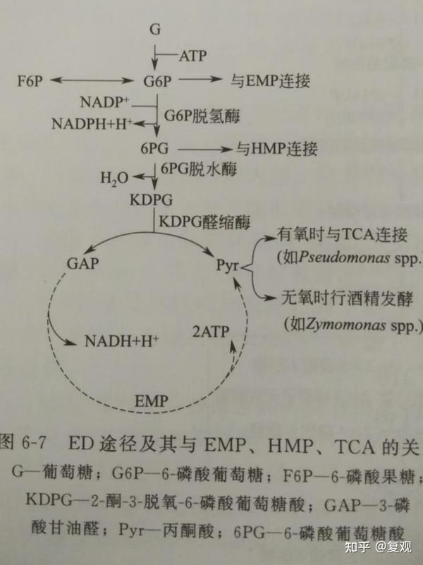 微生物产能代谢途径和能量转化 - 知乎