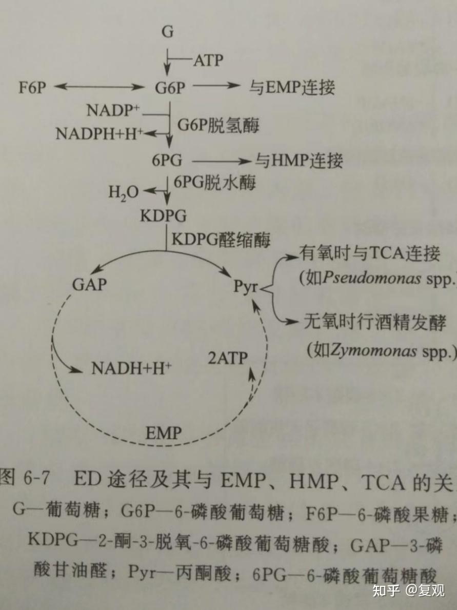 微生物产能代谢途径和能量转化 - 知乎