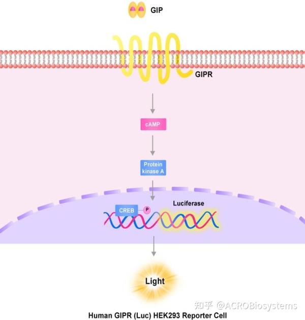 【全球首个】GLP-1R/GIPR/GCGR三激动剂项目启动Ⅲ期临床 - 知乎