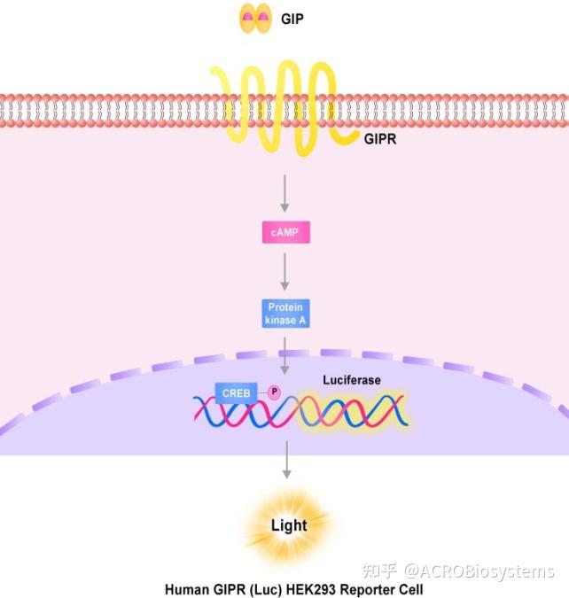 【全球首个】GLP-1R/GIPR/GCGR三激动剂项目启动Ⅲ期临床 - 知乎