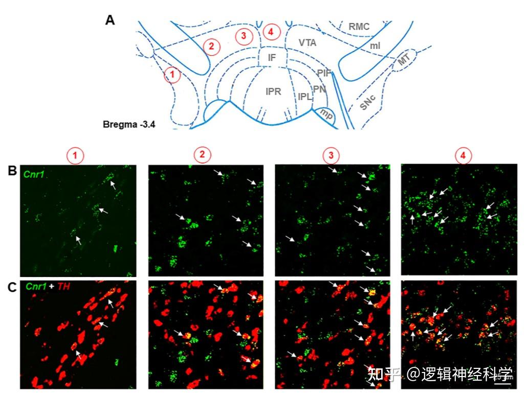 J Neurosci︱美国NIH席正雄团队发现大麻非成瘾效应的新机制 - 知乎