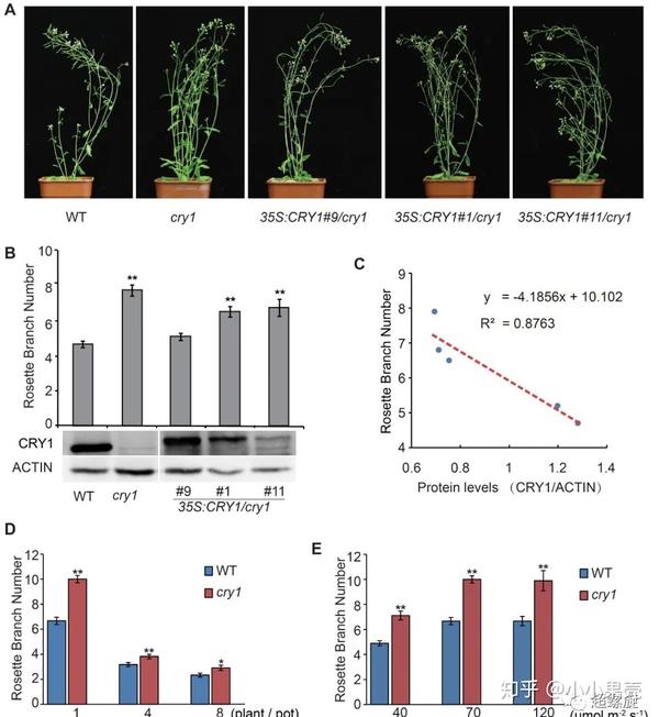 CRY1调控PIF4参与植物避荫反应的机制研究 - 知乎