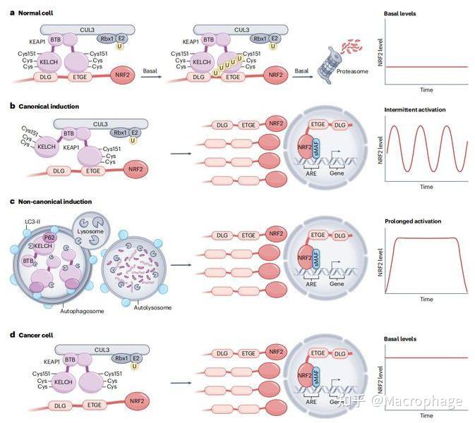 《Nature》：免疫抑制巨噬细胞的“七寸”——NRF2 - 知乎