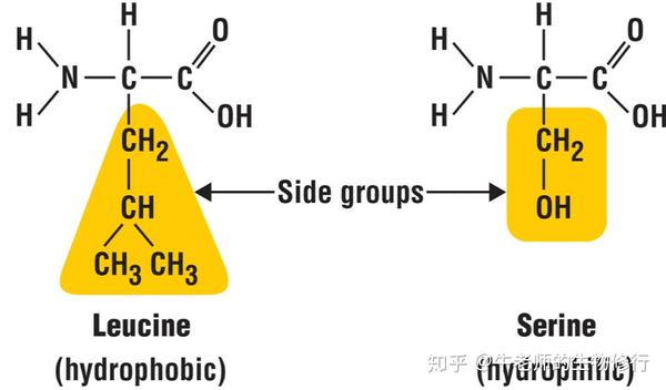蛋白质和酶 - Protein and Enzyme - 知乎