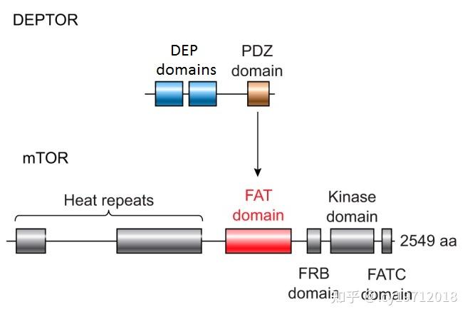 mTOR信号通路（一） - 知乎