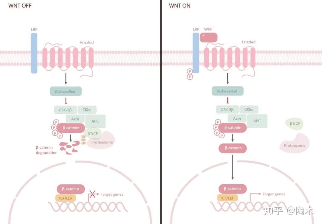 wnt信号通路，wnt中文是什么？ - 知乎