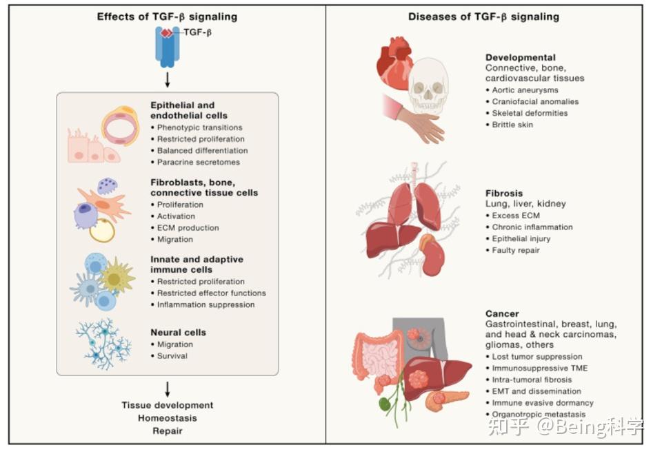 Cell综述：TGF-β信号在健康和疾病中的作用 - 知乎