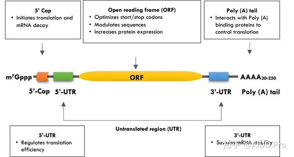 2023获得诺奖后，mRNA 疫苗开发的未来前景如何？ - 知乎