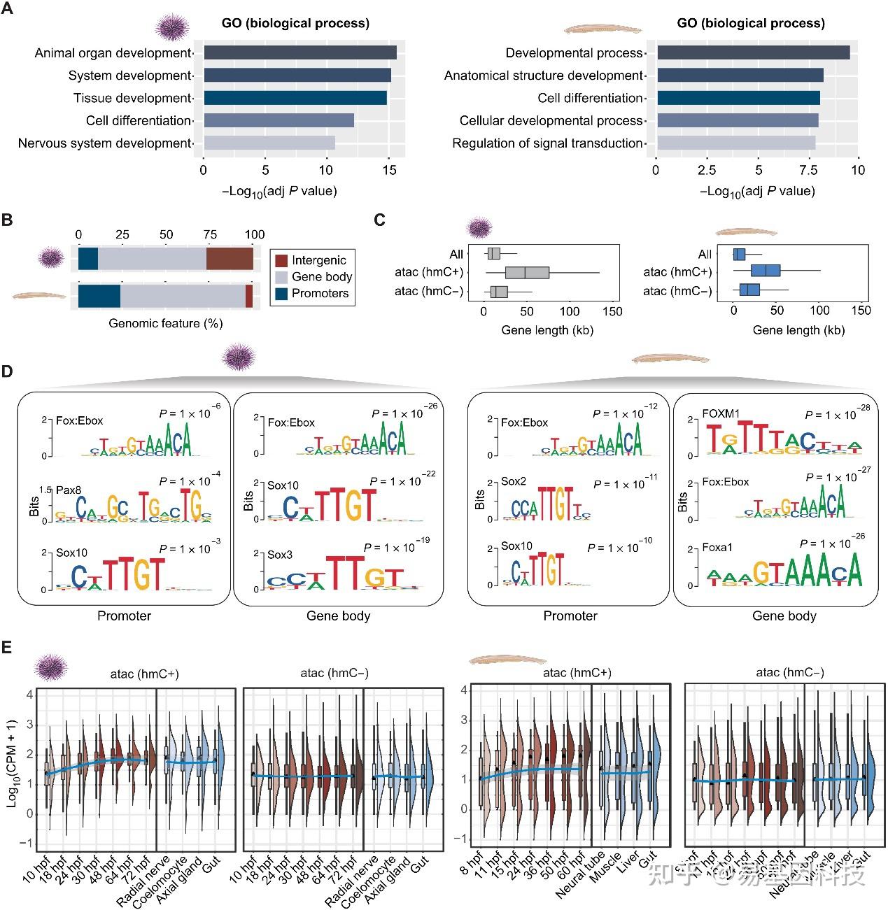 易基因｜动物发育过程中顺式调控区域的活性DNA去甲基化早于脊椎动物起源：重磅研究 - 深圳市易基因科技 - 博客园