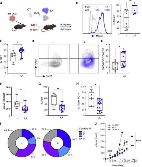 Cell Met ｜ 亚油酸通过强化线粒体，增强CD8+ T细胞的代谢适应性和抗肿瘤免疫 - 知乎