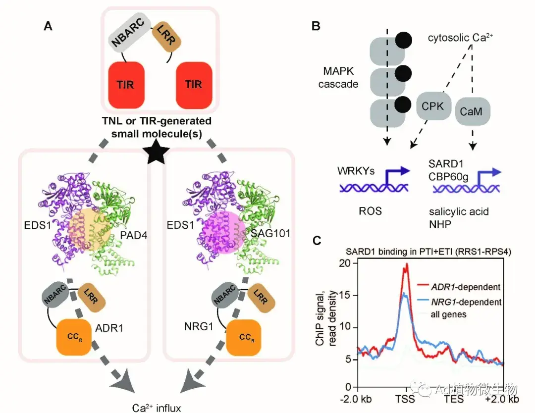 Plant Cell | 植物TIR免疫信号的分子创新！ - 知乎