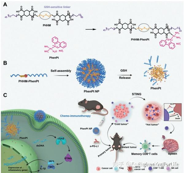 《AFM》：阳离子铂类药物作为 STING 激动剂用于增强化学免疫疗法的还原敏感性聚合物 - 知乎