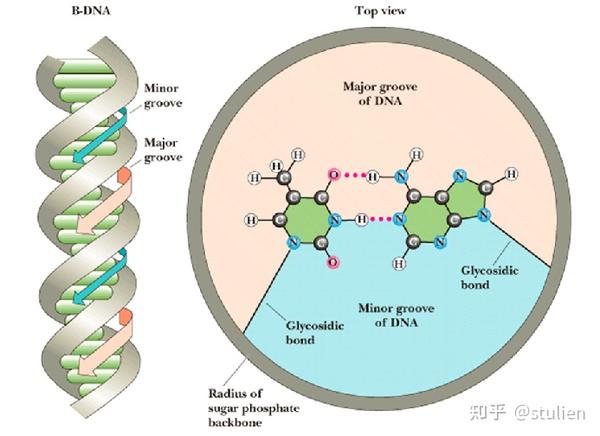 分子生物学回顾——染色体与DNA - 知乎