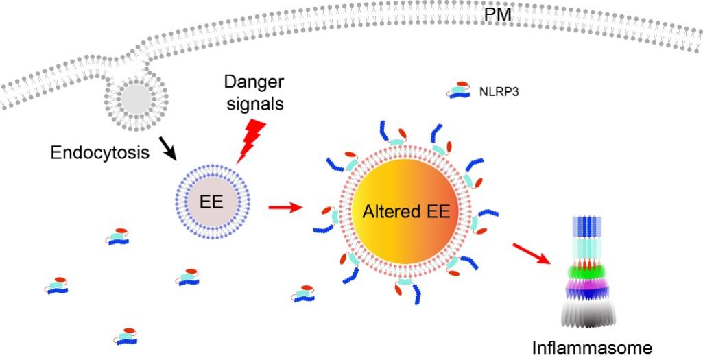 Nat Immunol︱张志荣等人揭秘先天免疫激活新机制：NLRP3炎症小体感应内吞体应激下其组分的改变 - 知乎