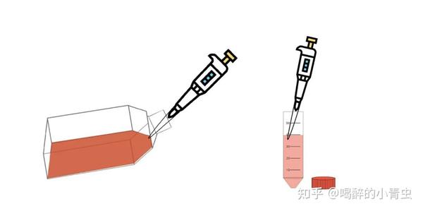 RAW264.7细胞培养攻略 - 知乎