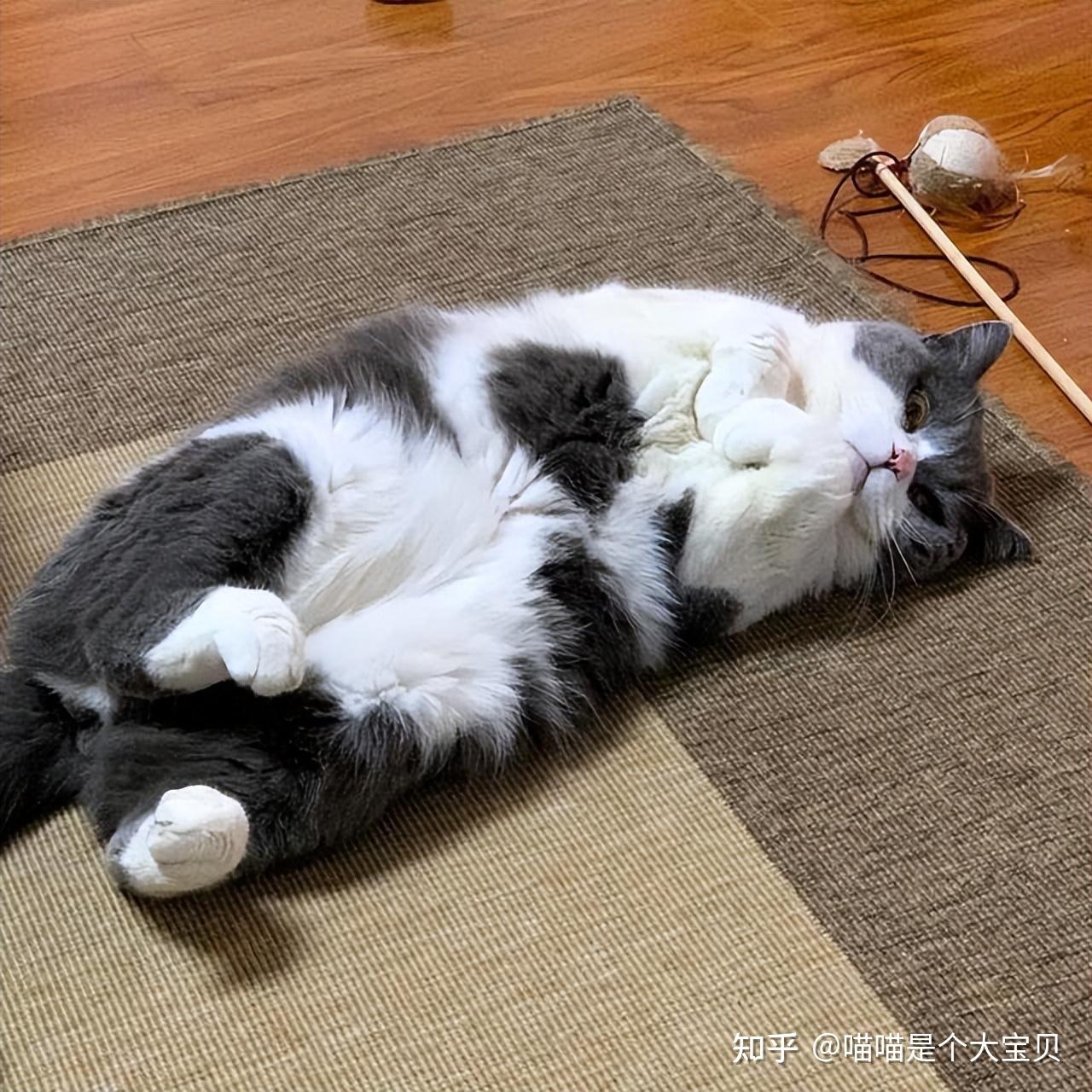 其实猫咪 翻肚皮”，在它心里，是这么想的 知乎