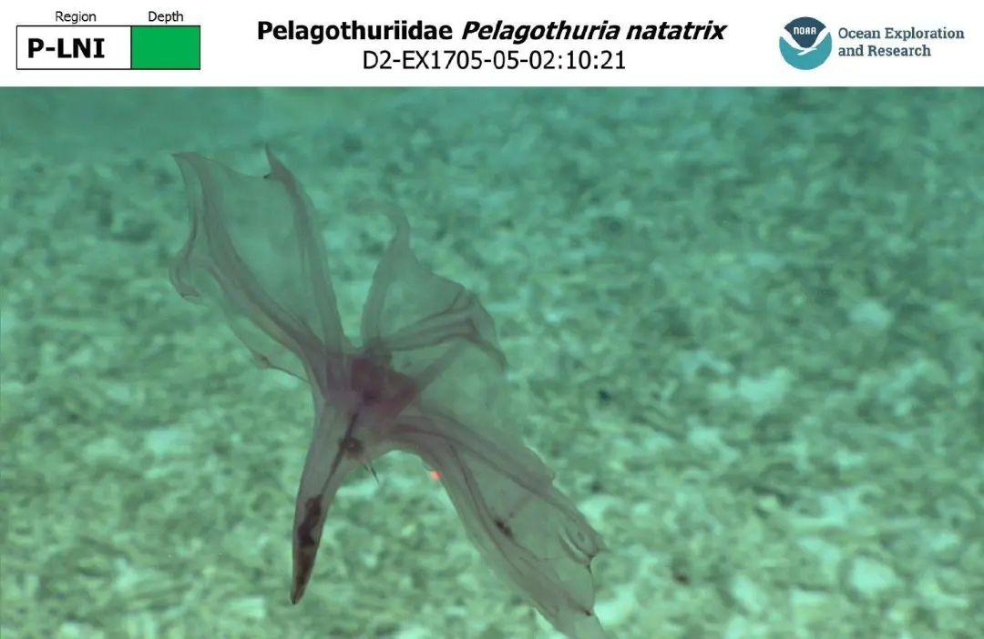 海参究竟能长成什么样？（作者：暮晖熠熠） - 知乎