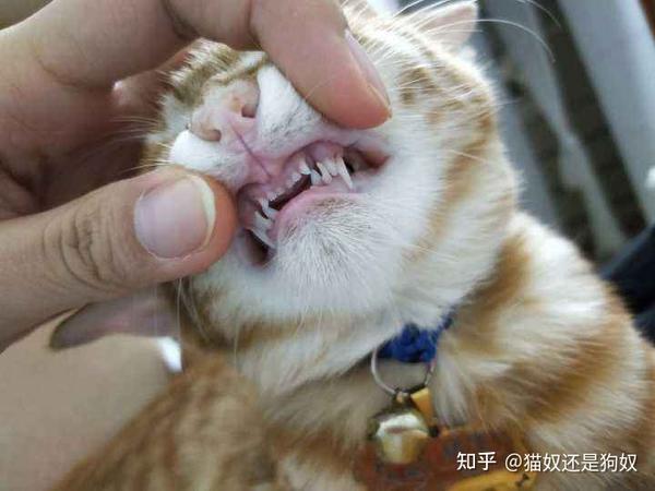 猫咪最新年龄对照表，宠主一定要珍惜自家猫