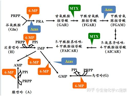 健康小知识：这些抗癌药物阻断了肿瘤细胞嘌呤核苷酸的合成 - 知乎