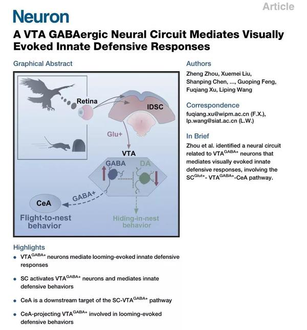 【客户文章】《Neuron》发现腹侧被盖区的GABA能神经元相关的神经环路介导基于视觉的本能防御反应 - 知乎