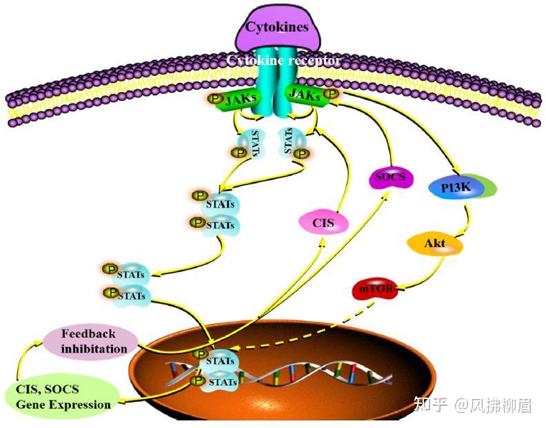 浅谈JAK-STAT信号通路及相关抑制剂 - 知乎