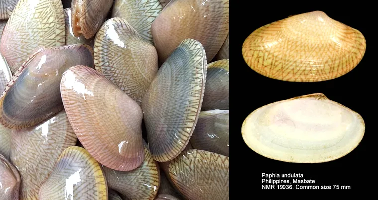 沿海旅行知识 | 各种贝类的名字、区别、产地、吃法（三）油蛤（作者：Zam） - 知乎