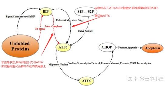 [原创笔记]最新最全的细胞凋亡整理. - 知乎