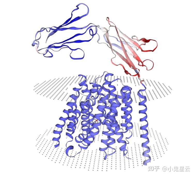 新冠病毒有其他受体(8)：CD147（上） - 知乎