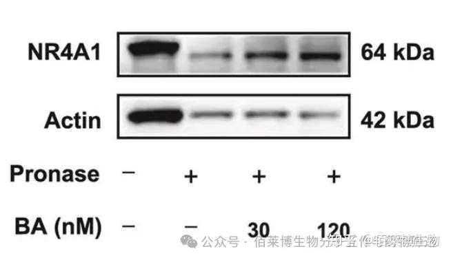 【以靶找药】分子互作多技术整合用于药物筛选和验证 SPR、MST、BLI、CETSA、DARTS、Co-IP、分子对接 - 知乎