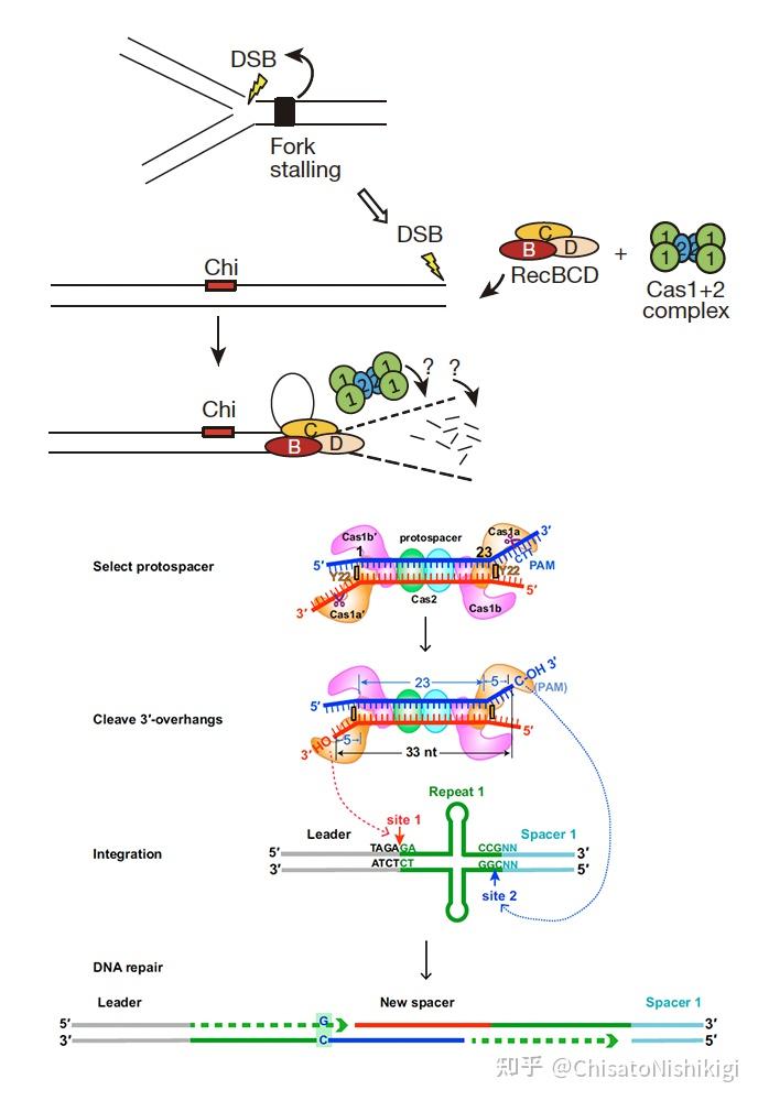 CRISPER-Cas的机理、工具盒和应用(一) - 知乎