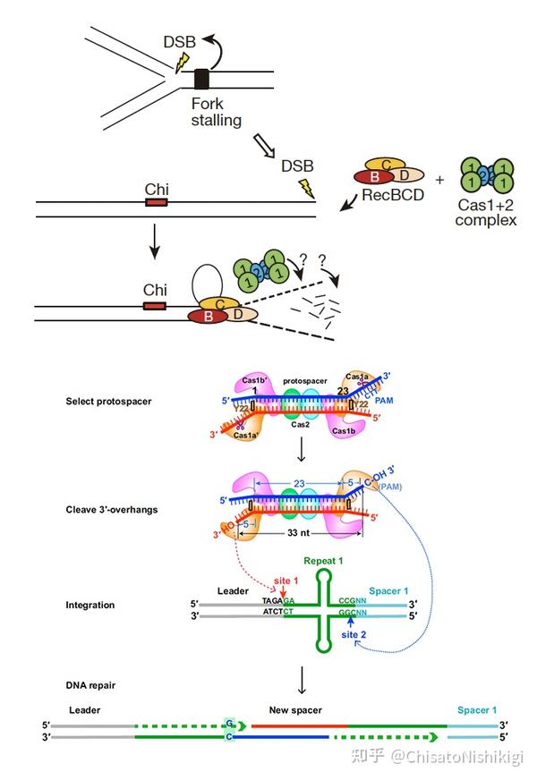 CRISPER-Cas的机理、工具盒和应用(一) - 知乎