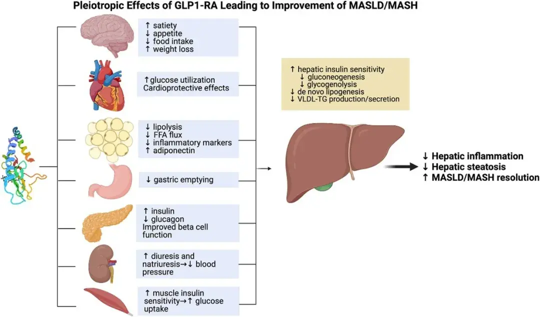 MASH治疗新探索: GLP-1RA药物在MASH治疗中的应用 - 知乎