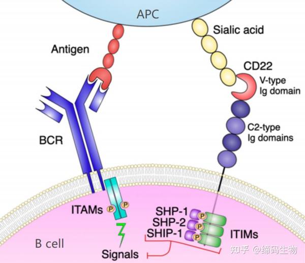 肿瘤免疫靶点 | CD22 - 知乎