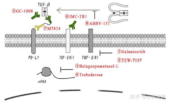 TGF-β在肿瘤微环境和肿瘤治疗中的作用 - 知乎