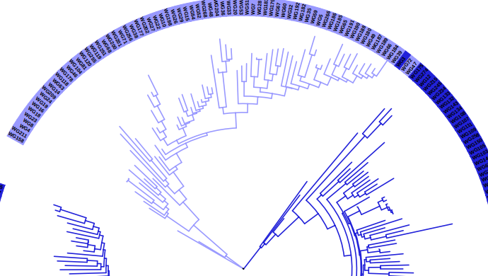 GWAS之NJ树与PCA - 知乎