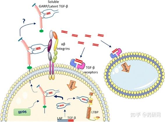 PD-1/PD-L1 之后，GARP/TGF-β带来肿瘤免疫新契机 - 知乎