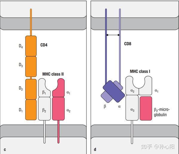 Chapt4: B细胞和T细胞的抗原识别 - 知乎