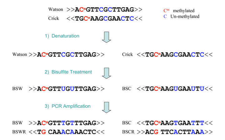 BS-seq的原理及比对方法 | 甲基化测序 | 接头是怎么加上去的 - 知乎