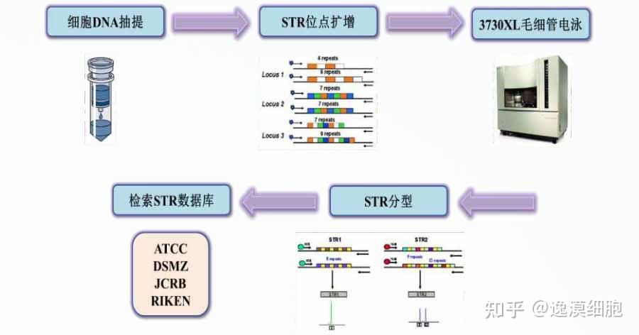 细胞STR鉴定技术服务 - 知乎